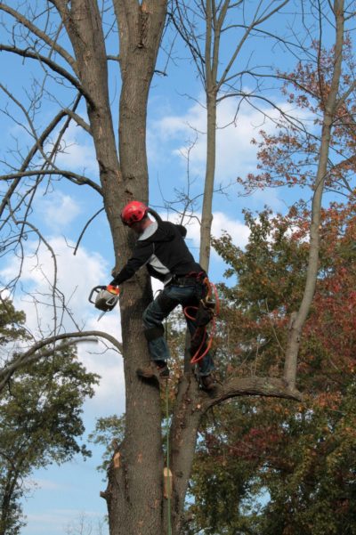 Fall Tree Trimming - Norwalk Seasonal Services - Des Moines